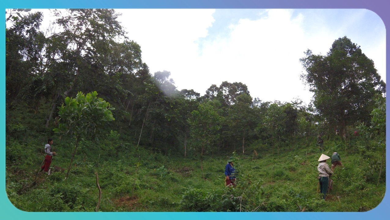 Forest Dreams: Shaping the Future of Viet Nam's Forests | British Council